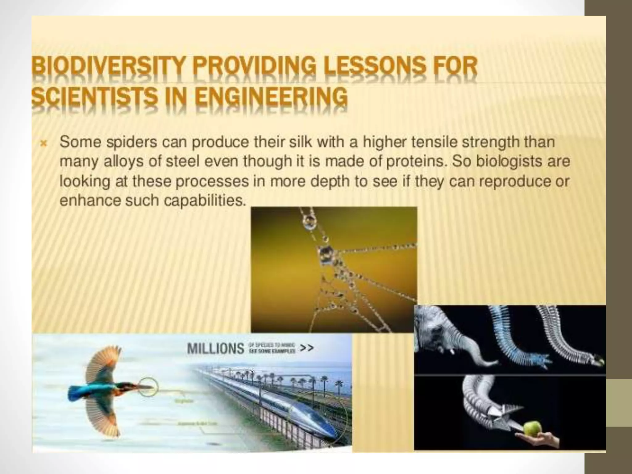 Biodiversity (2) | PPTX