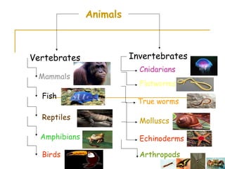 Biodiversity and its Conservation | PPT