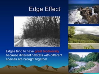 Biodiversity | PPT