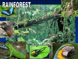 Biodiversity | PPT