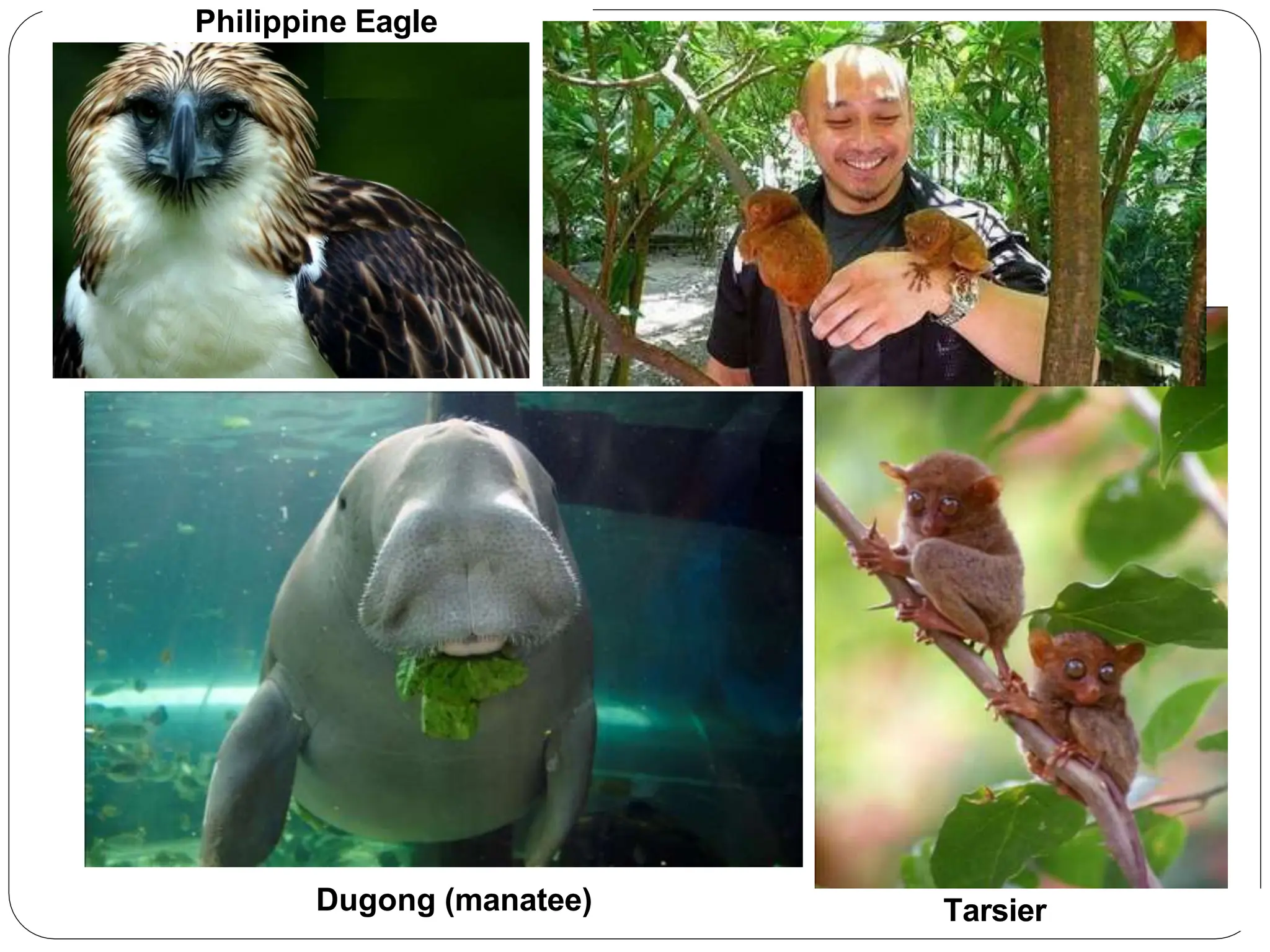 biodiversityandevolution-150914122700-lva1-app6892.pptx