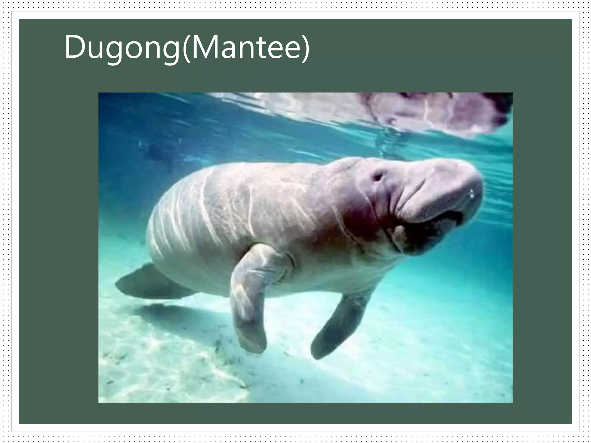 Biodiversity and evolution | PPTX