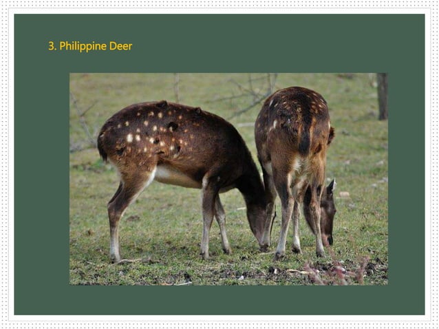 Biodiversity and evolution | PPTX | Science