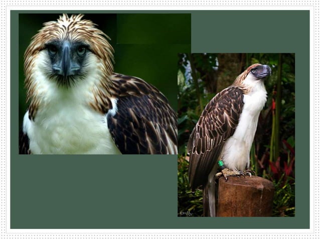 Biodiversity and evolution | PPTX | Science