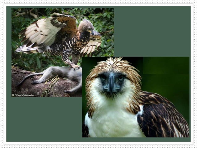 Biodiversity and evolution | PPTX | Science