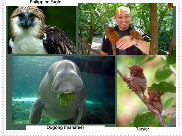 Biodiversity and evolution | PPTX | Science