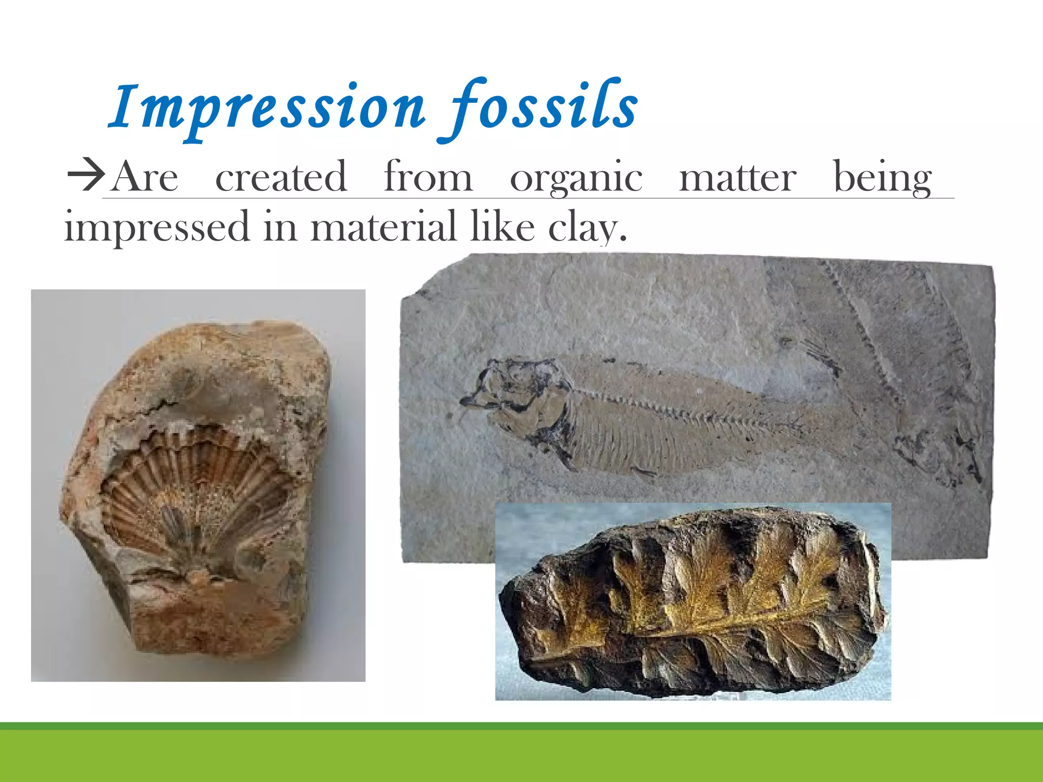 Biodiversity and Evolution | PPT