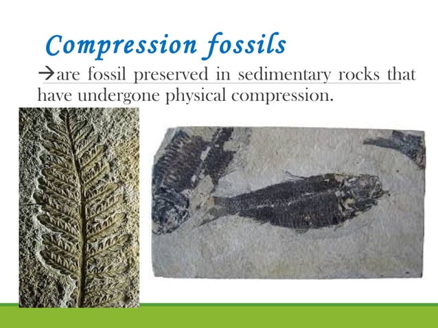 Biodiversity and Evolution | PPT | Geology | Science