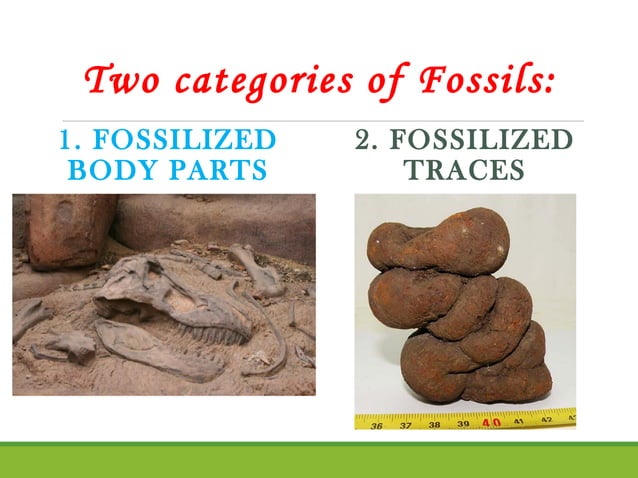 Biodiversity and Evolution | PPT | Geology | Science