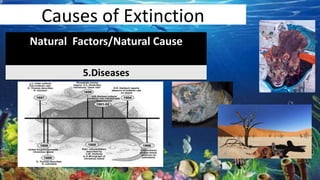Biodiversity and evolution | PPTX