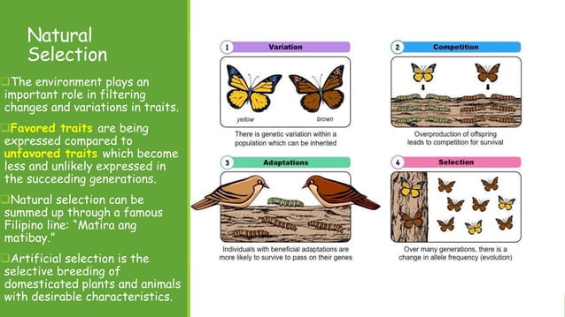 Biodiversity and Evolution.pptx