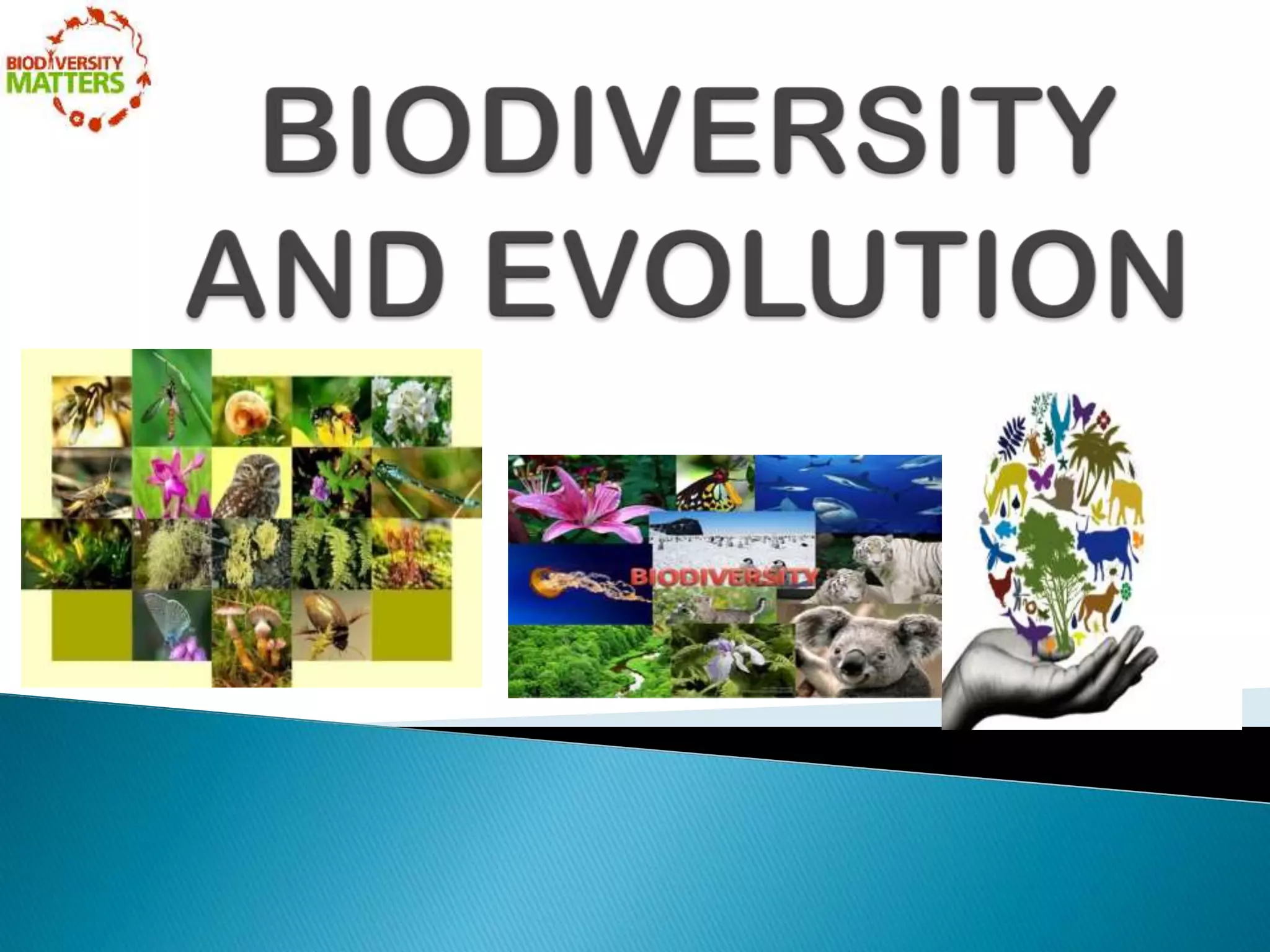Biodiversity And Evolution Ppt