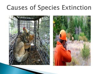 BIODIVERSITY AND EVOLUTION.ppt