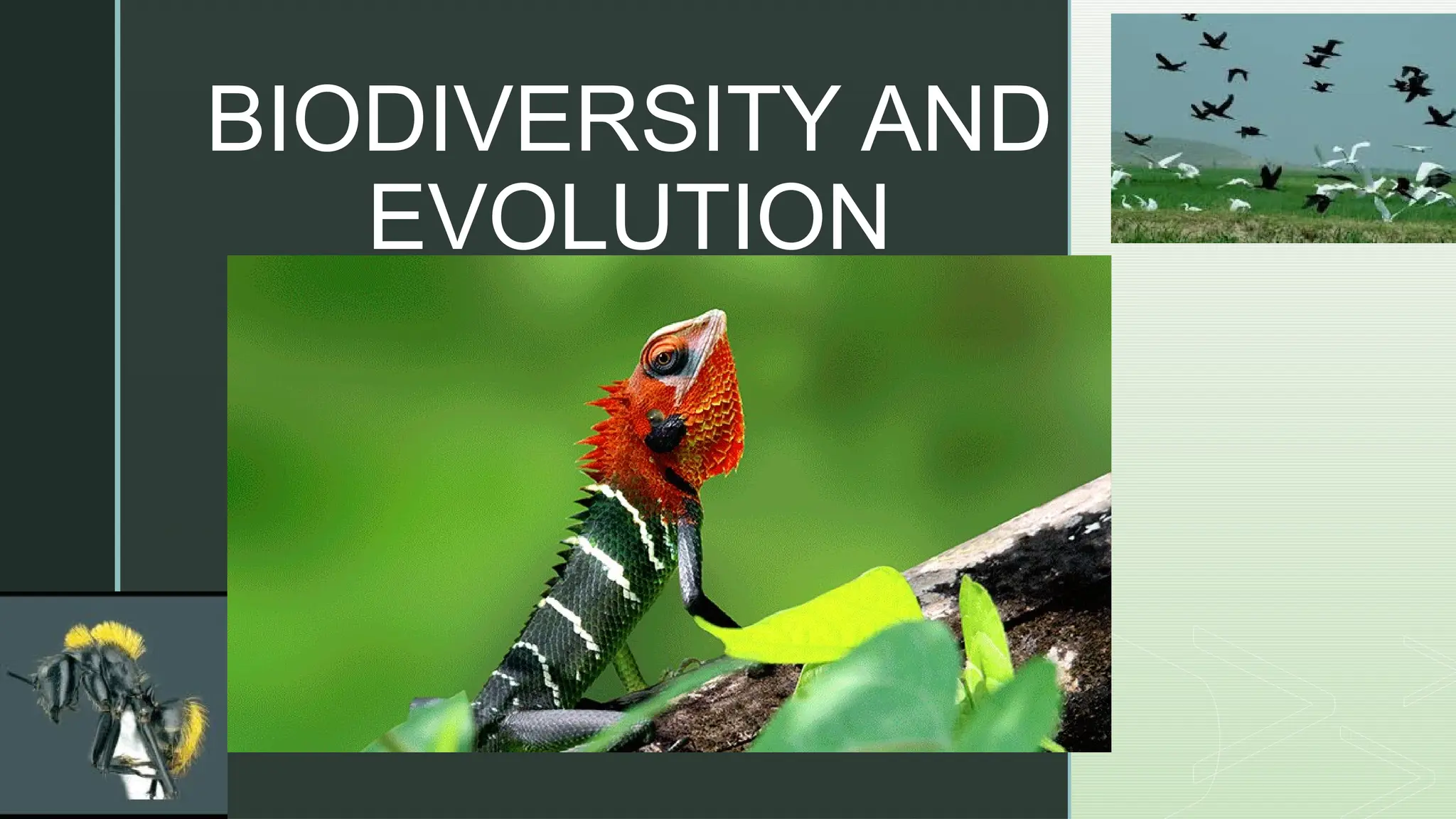 Philippine Animals: What are does considered Extinct and Endangered? | PPTX