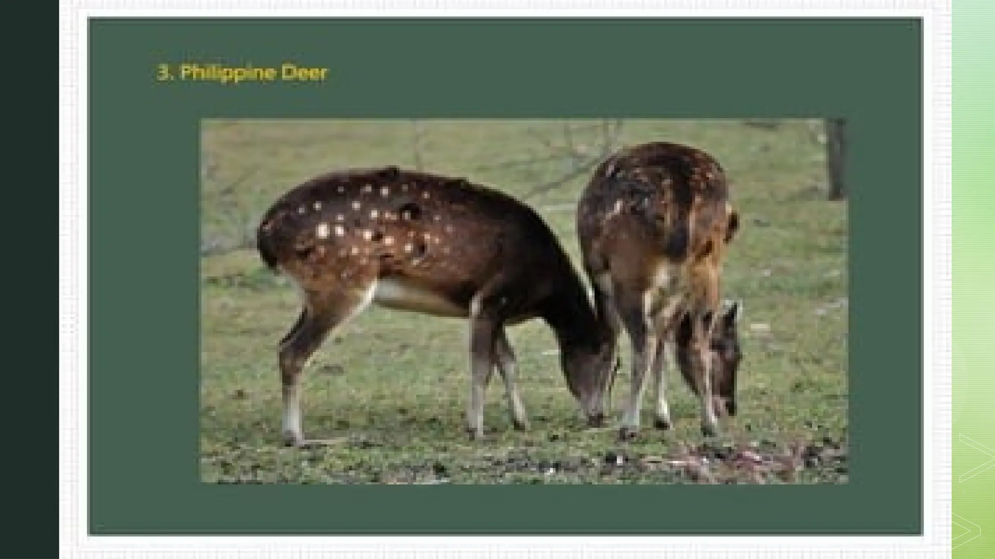 Philippine Animals: What are does considered Extinct and Endangered? | PPTX