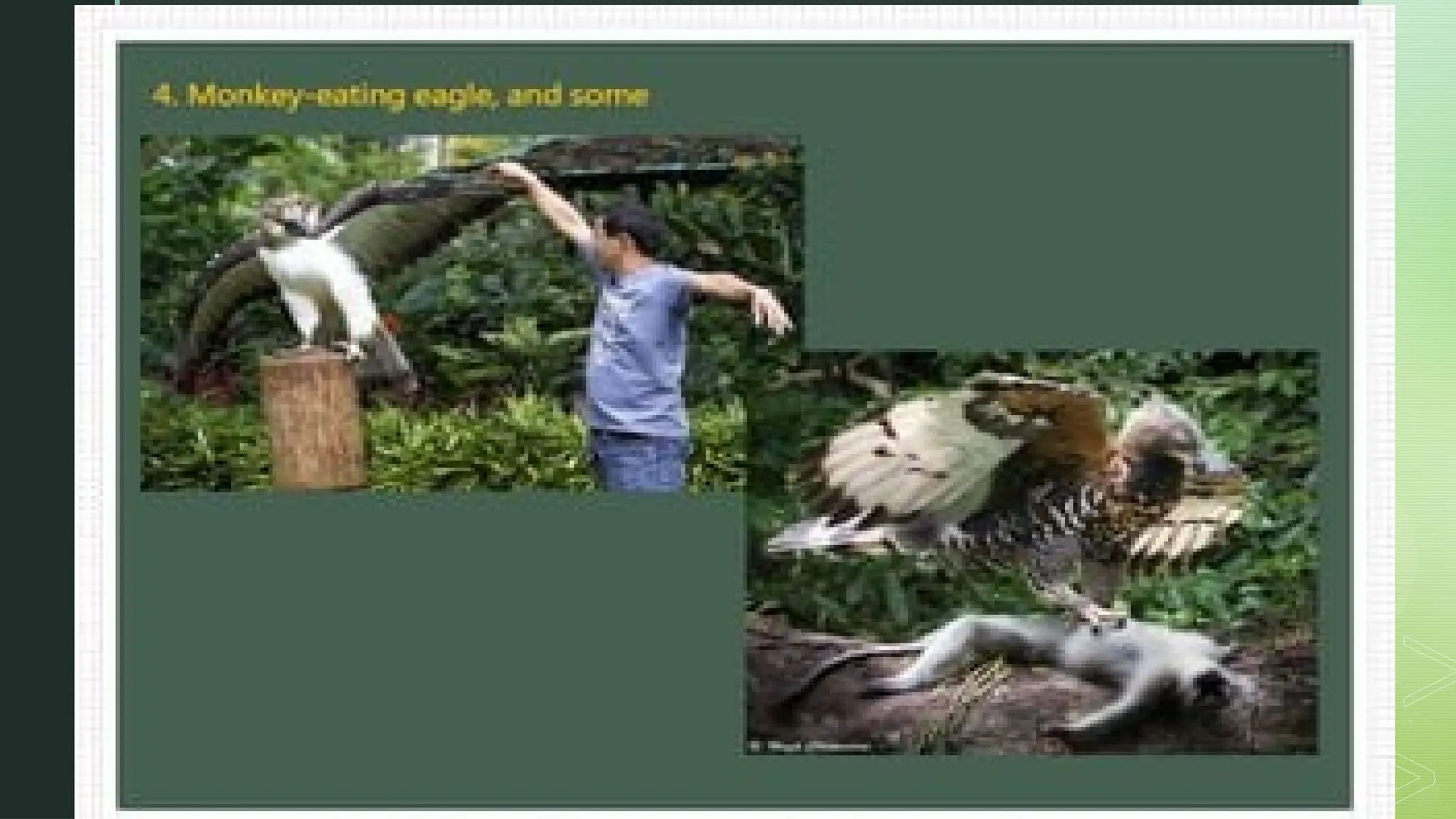 Philippine Animals: What are does considered Extinct and Endangered? | PPT