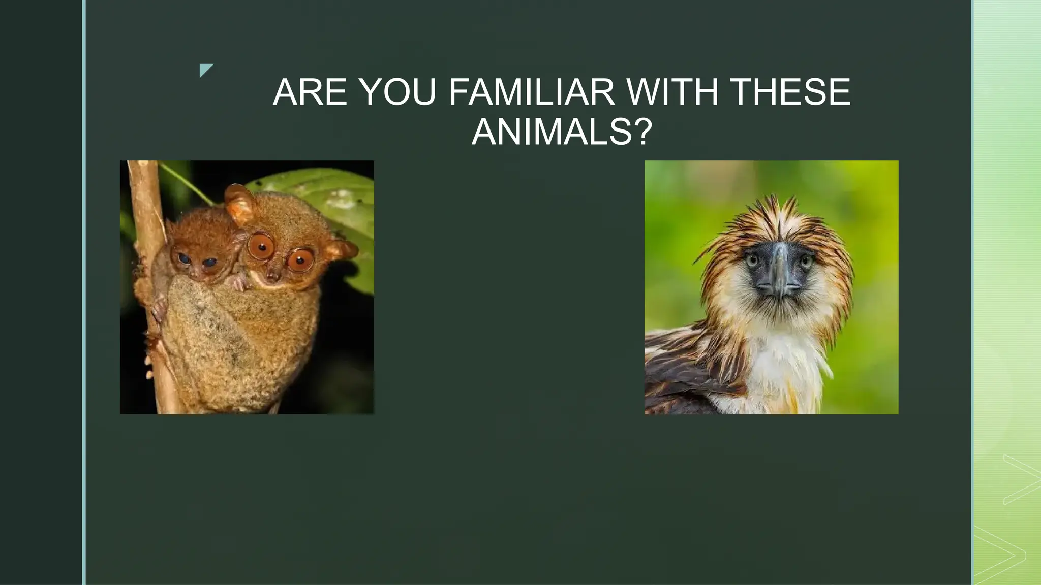 Philippine Animals: What are does considered Extinct and Endangered? | PPT