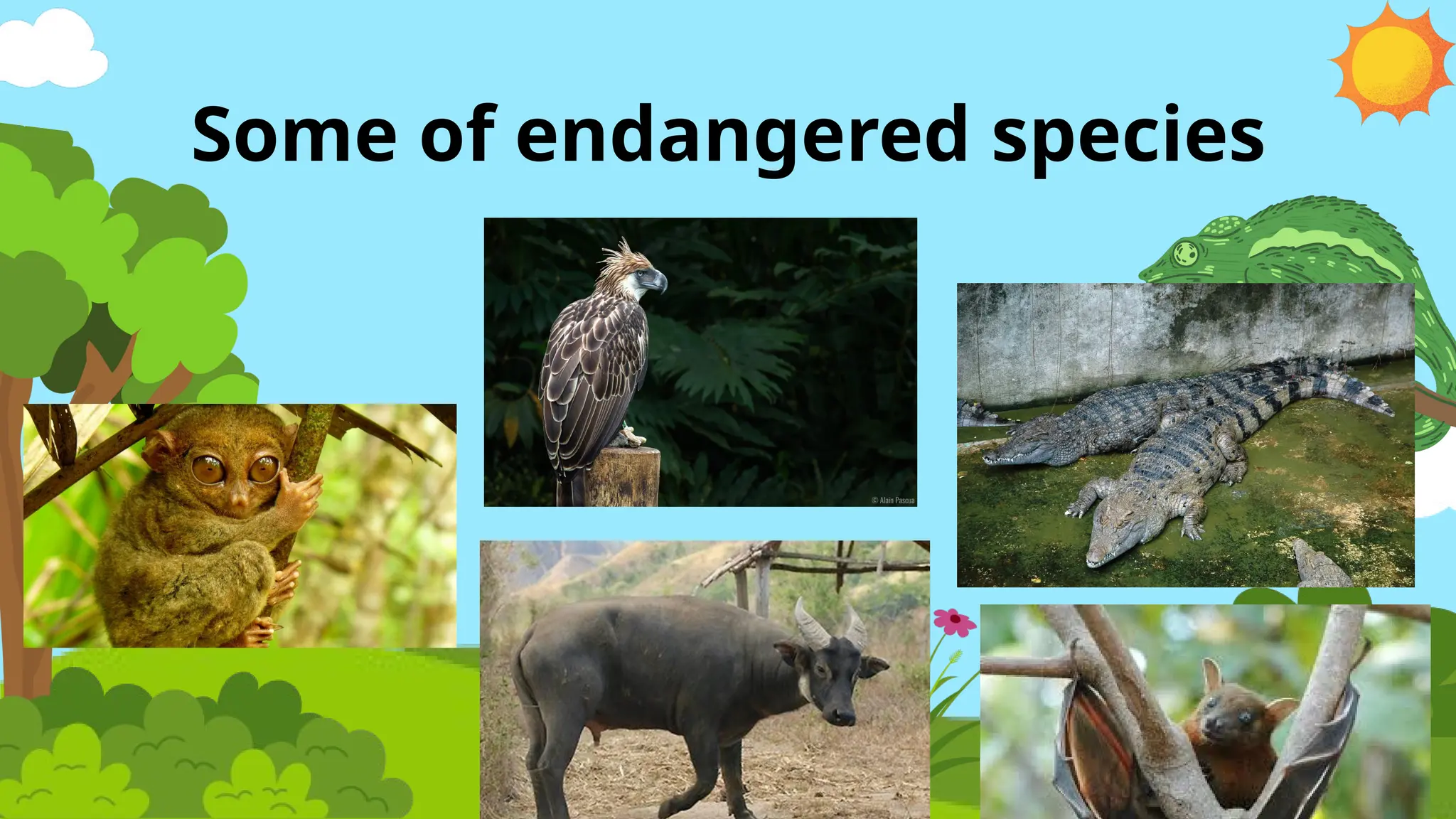 Biodiversity and Evolution of plants and animals.pptx