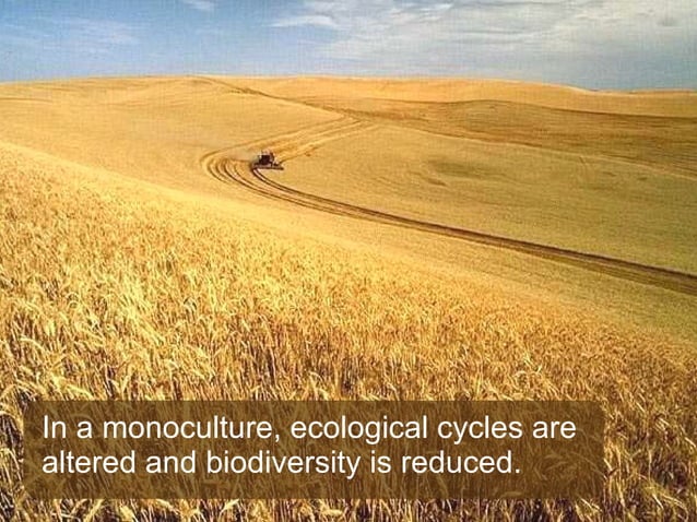 Biodiversity and Monocultures | PPT