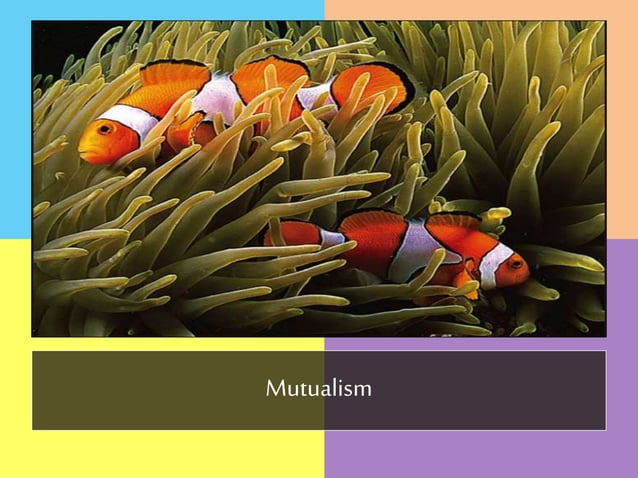 Biodiversity and population | PPTX | Geography | Science