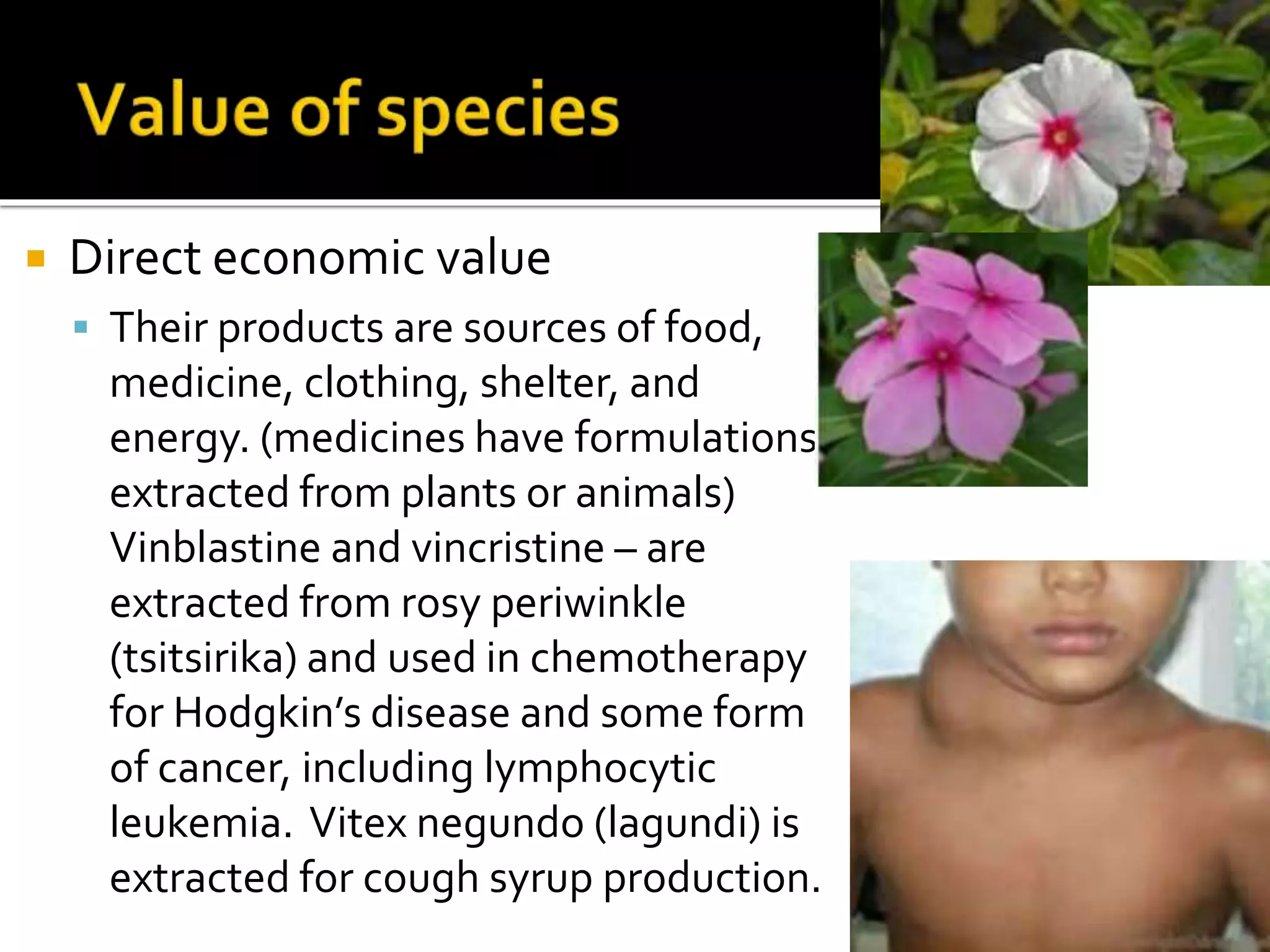 Biodiversity and stability | PPTX