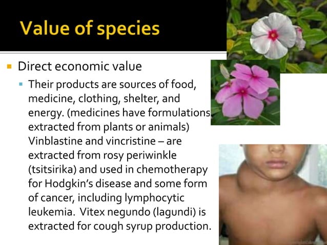 Biodiversity and stability | PPTX | Environment | Science