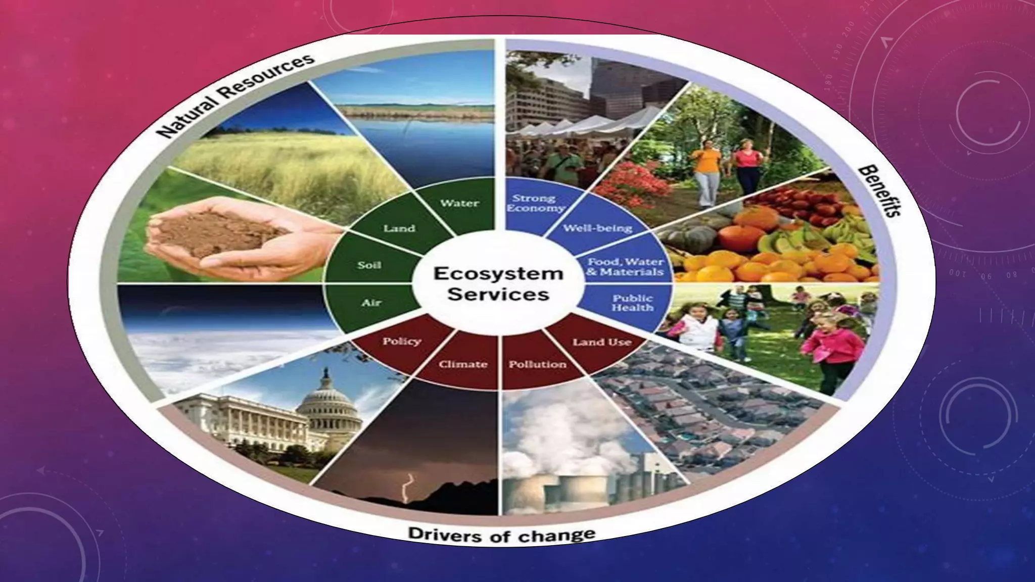 Biodiversity and the healthy society.pptx