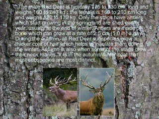 Biodiversity around my town (2) | PPT