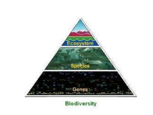 EVS - Biodiversity Notes | PDF | Geography | Science