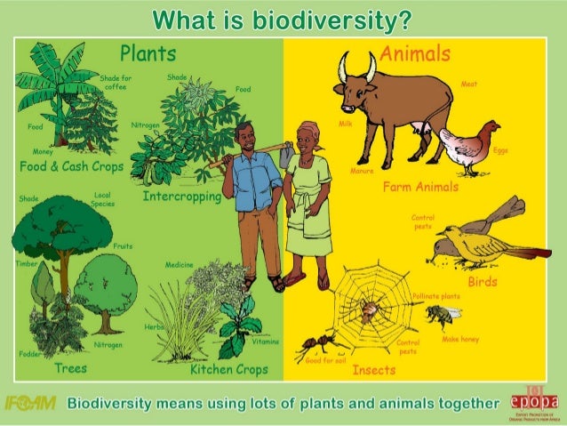 Biodiversity basics
