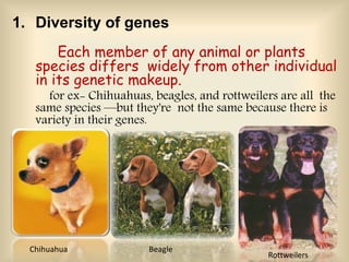 Bio diversity by shreedhar beese | PPT