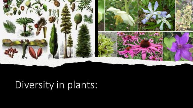 biodiversity class 9.pdf