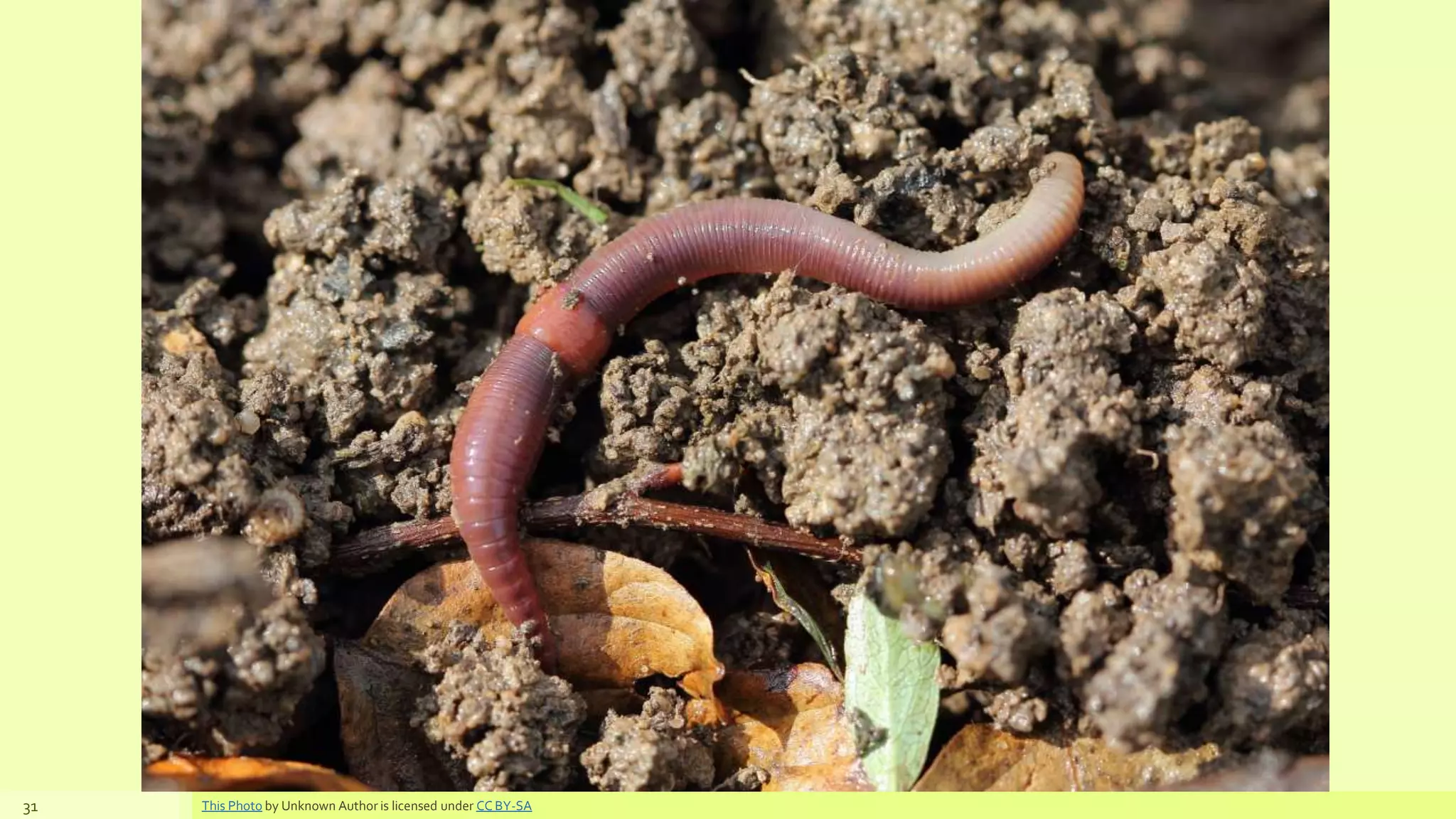 Biodiversity: Classification of living organisms | PPTX