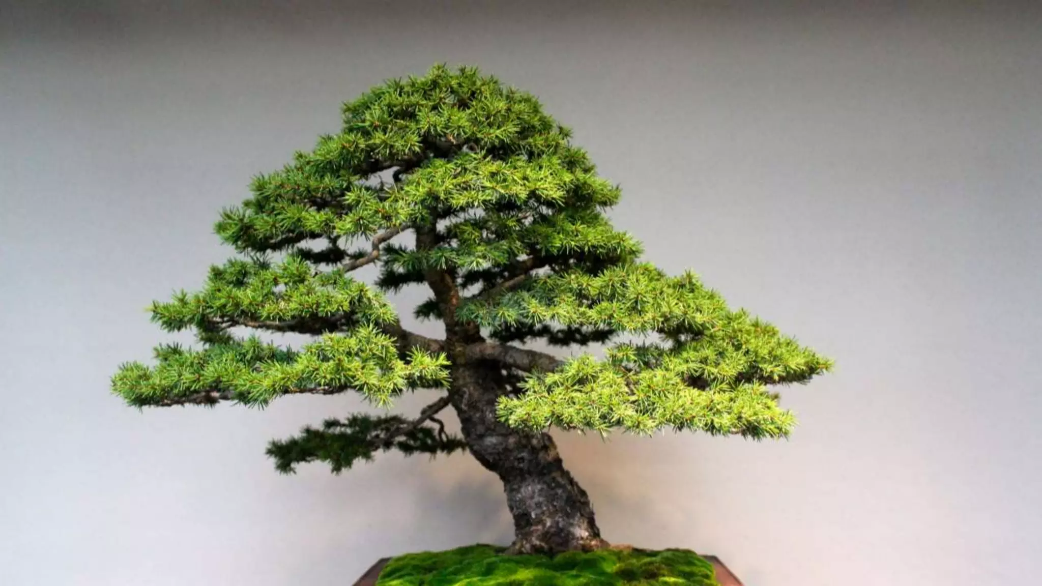 Biodiversity: Classification of living organisms | PPTX