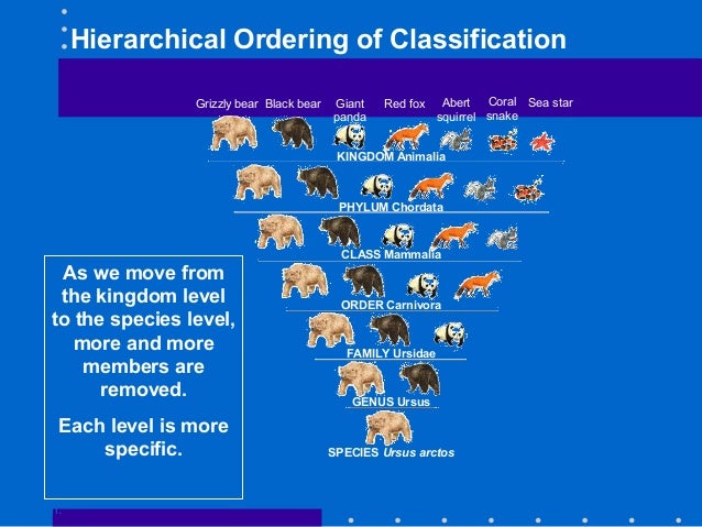 Biodiversity classification 2013