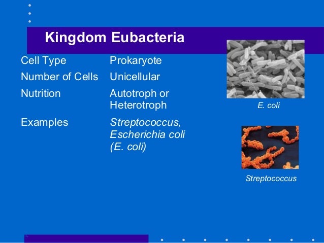 Eubacterial Cell Chapter 10: Bacteria And Viruses 7th Grade
