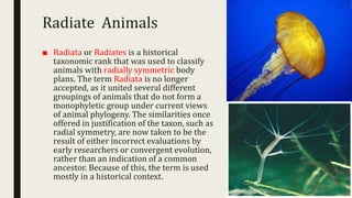 biodiversity cnidaria.pptx