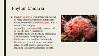 biodiversity cnidaria.pptx