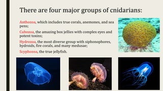 biodiversity cnidaria.pptx