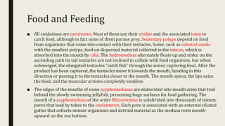 biodiversity cnidaria.pptx