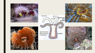 biodiversity cnidaria.pptx