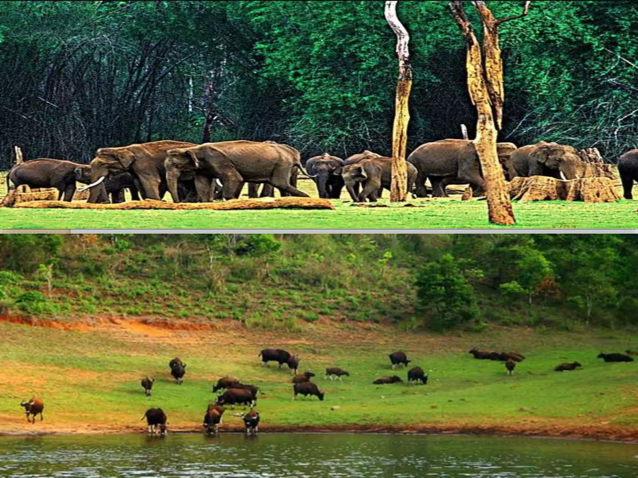 Biodiversity conservation.doc