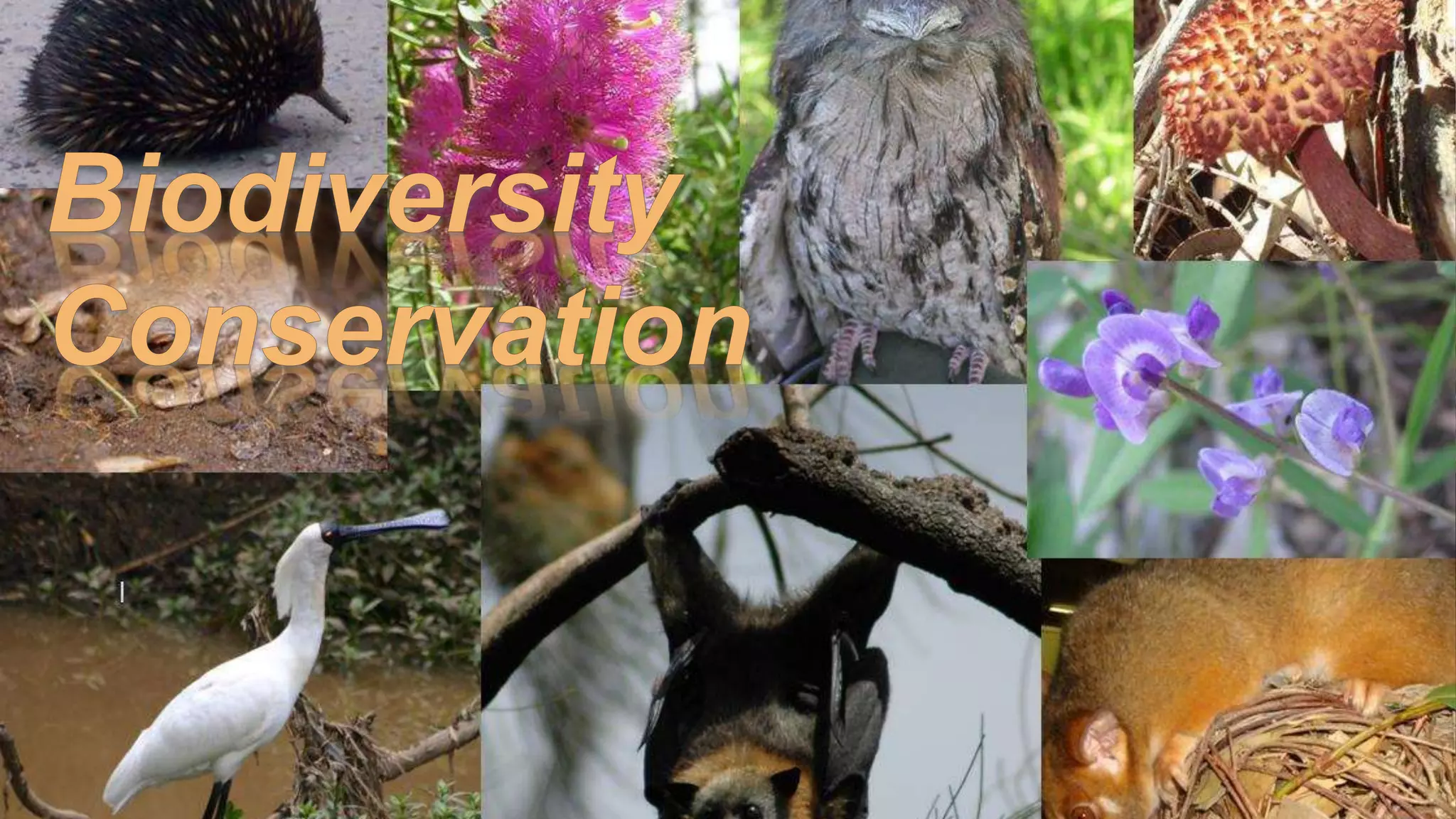 Biodiversity conservation | PPT