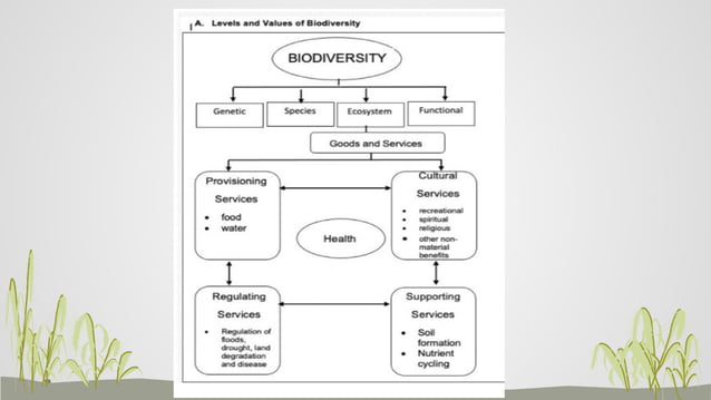 BIODIVERSITY, ECOSYSTEM STABILITY, ENDANGERED SPECIES ACTS.pptx