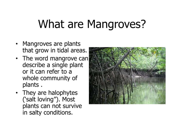 Biodiversity And Ecosystem Types Class Notes 4 Ppt