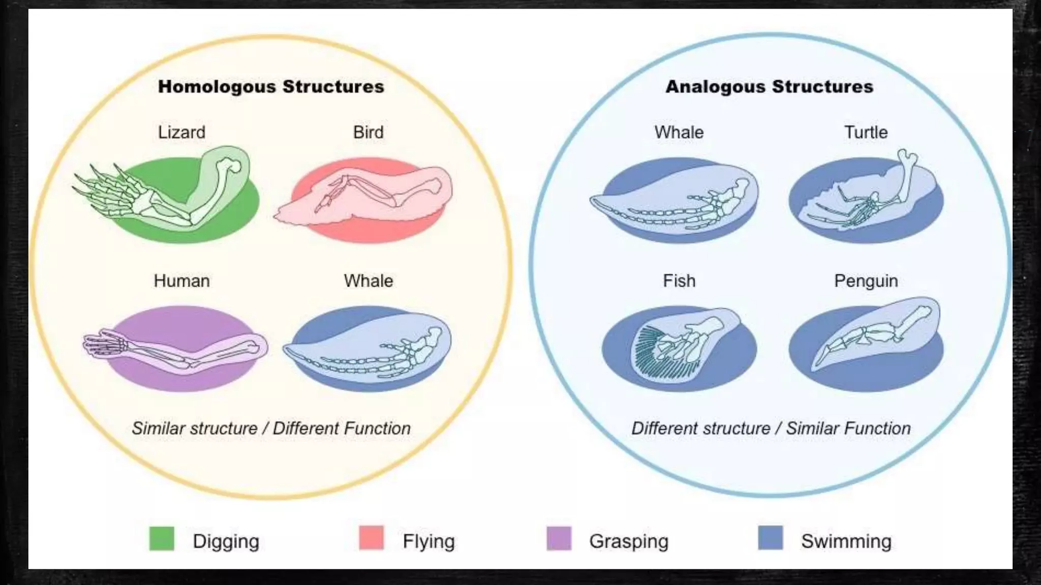 Biodiversity & Evolution.pptx