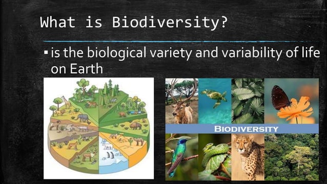 Biodiversity & Evolution.pptx