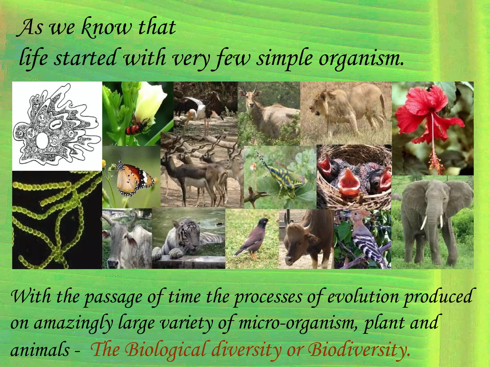 Biodiversity final vigyan prasar | PPT