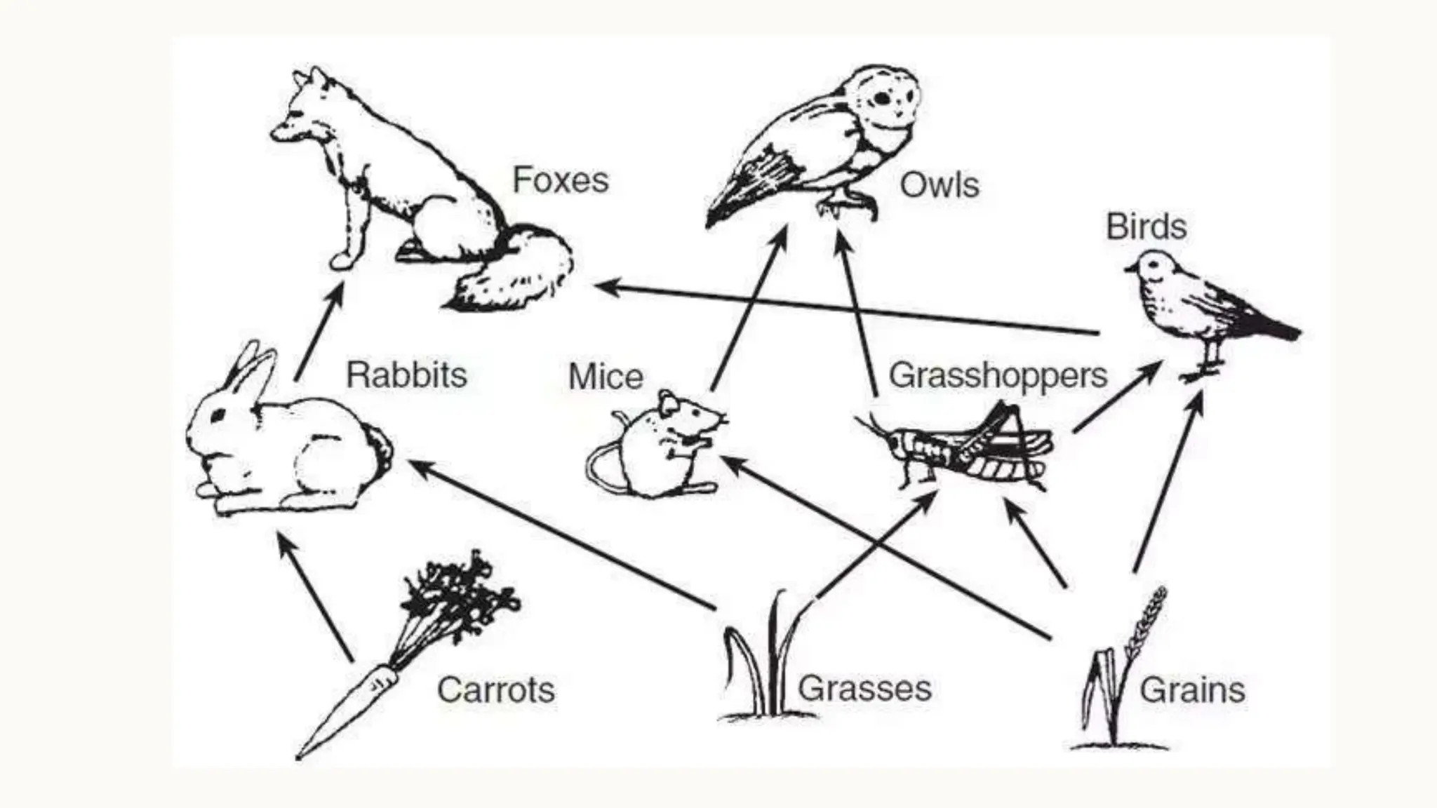 Biodiversity_food chains.pptx