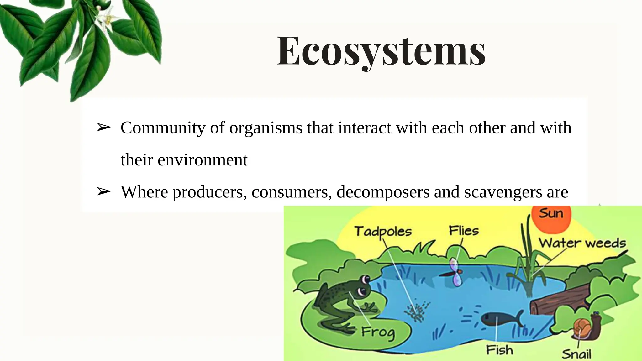 Biodiversity_food chains.pptx